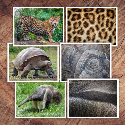 South American Animals Fur, Skin Pattern Matching | Little Spark Company