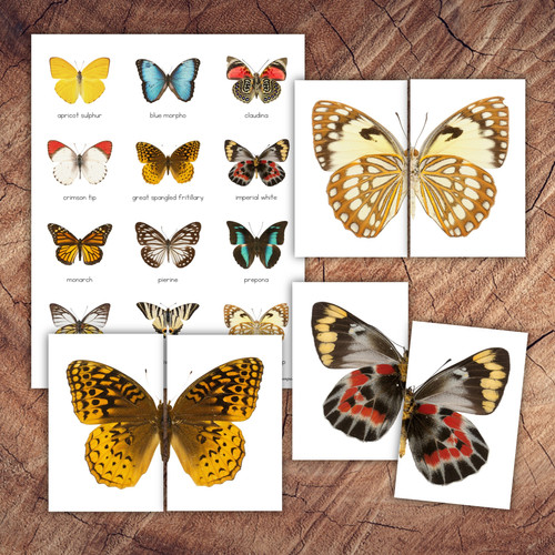 Butterfly Symmetry Cards | Little Spark Company