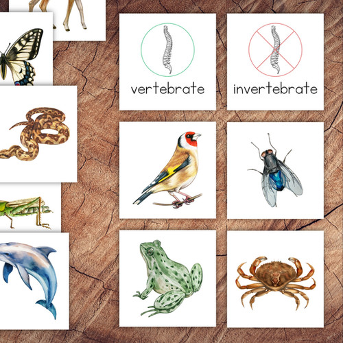 Vertebrate & Invertebrate Picture Sorting | Little Spark Company