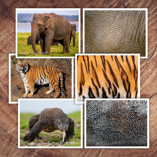 Asian Animals Fur, Skin Pattern Matching | Little Spark Company