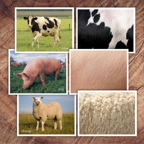 Farm Animals Fur, Skin Pattern Matching | Little Spark Company
