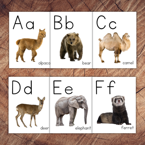Animal Alphabet Poster Set, Real Images | Little Spark Company