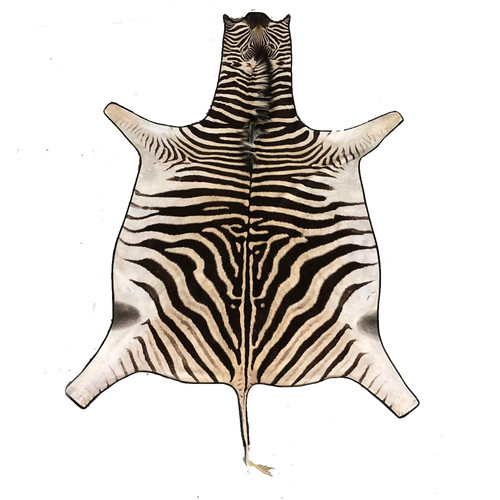 South African Grade A Zebra | Chesterfield Leather