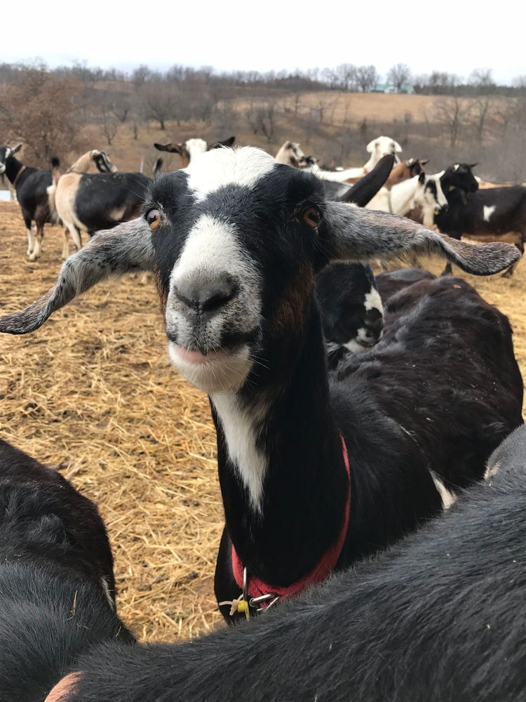 Wisconsin's Dairy Goat Industry Ranks #1
