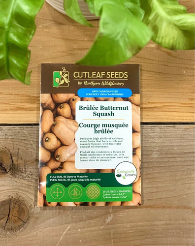 Cutleaf Seeds — Squash | Jetty’s