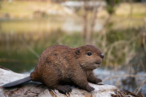Beaver Cub | Jetty’s