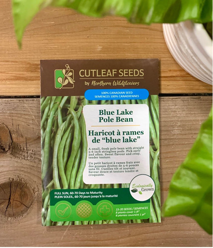 Cutleaf Seeds — Beans | Jetty’s