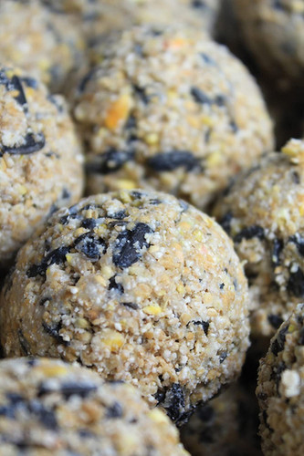 Seed Suet Balls | Jetty’s