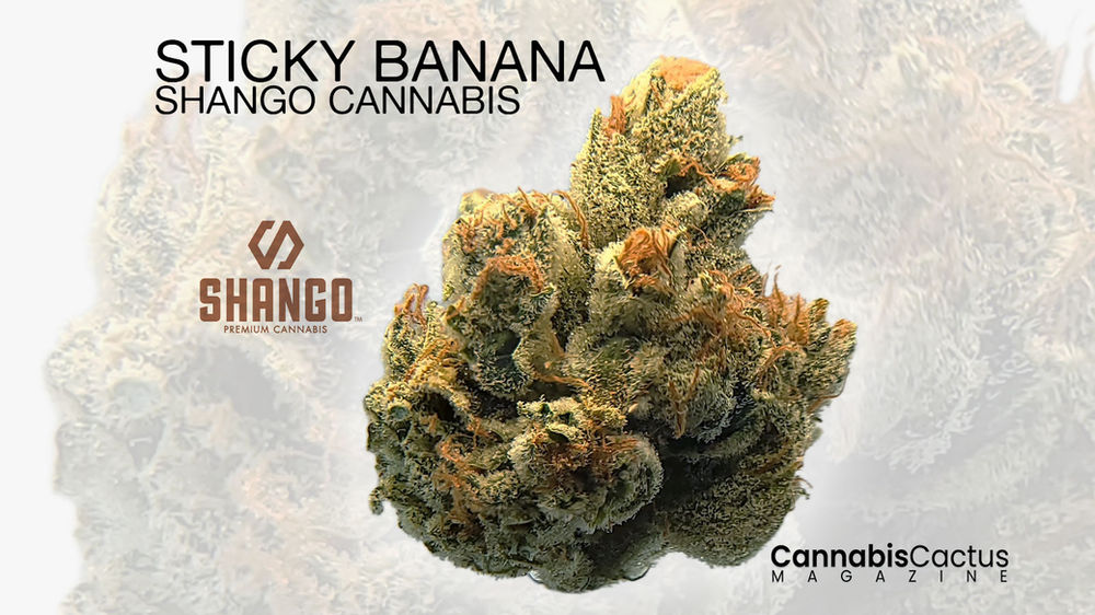 Sticky Banana by Shango Cannabis