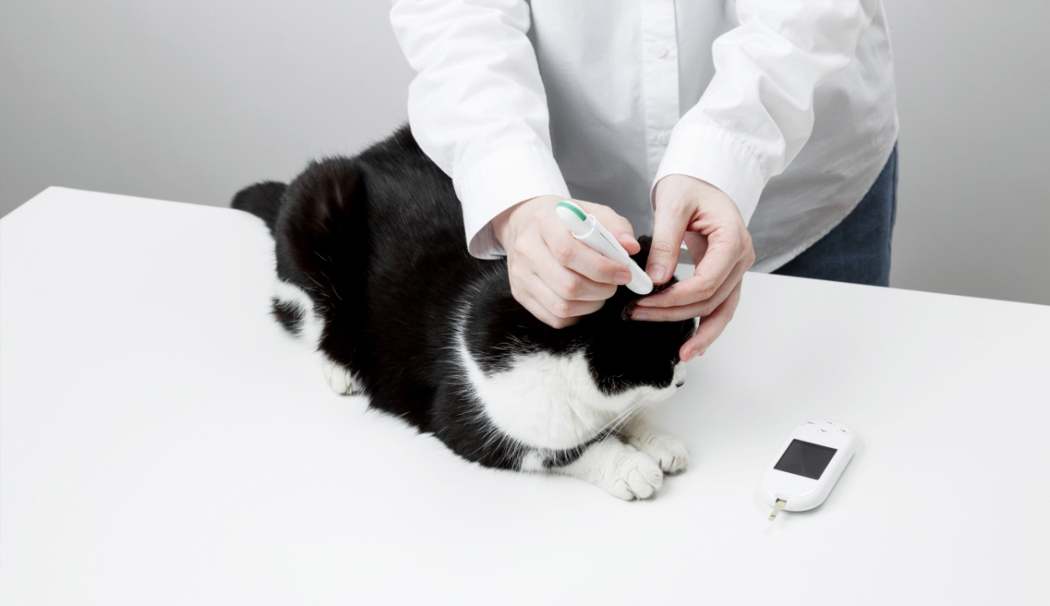 Pet Diagnosis | dxpartner.ai