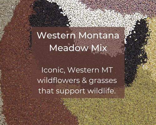 Western Montana Meadow Mix (seed) | greatbearnativeplant