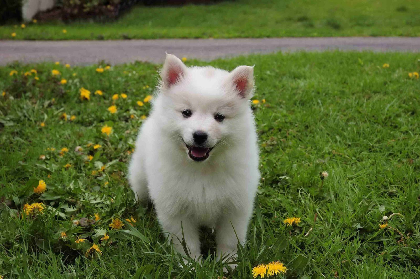 MINI AMERICAN ESKIMO