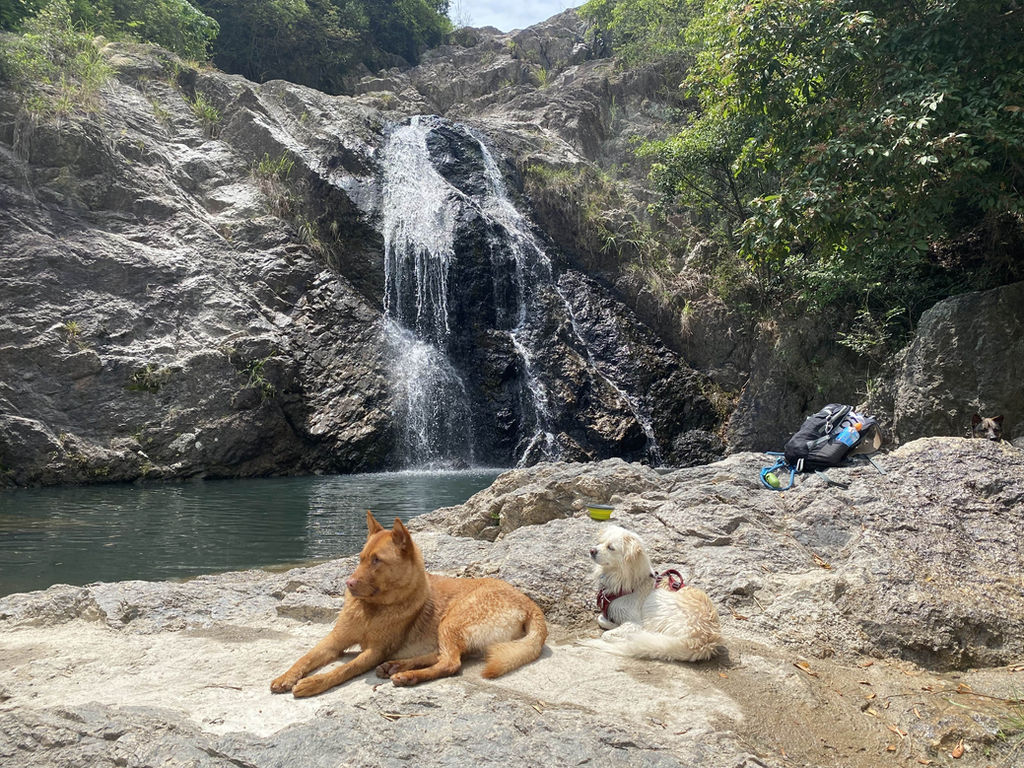 Home | Exploring Dogs