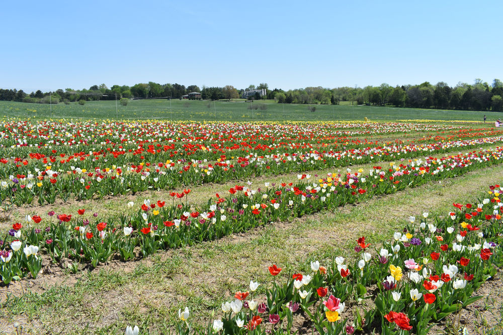 Burnside Farms Tulip Festival