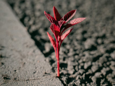 REFLECTION: Embodying Resilience