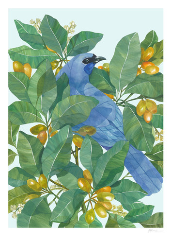 Kokako in Karaka Art Print | Holly Roach Art