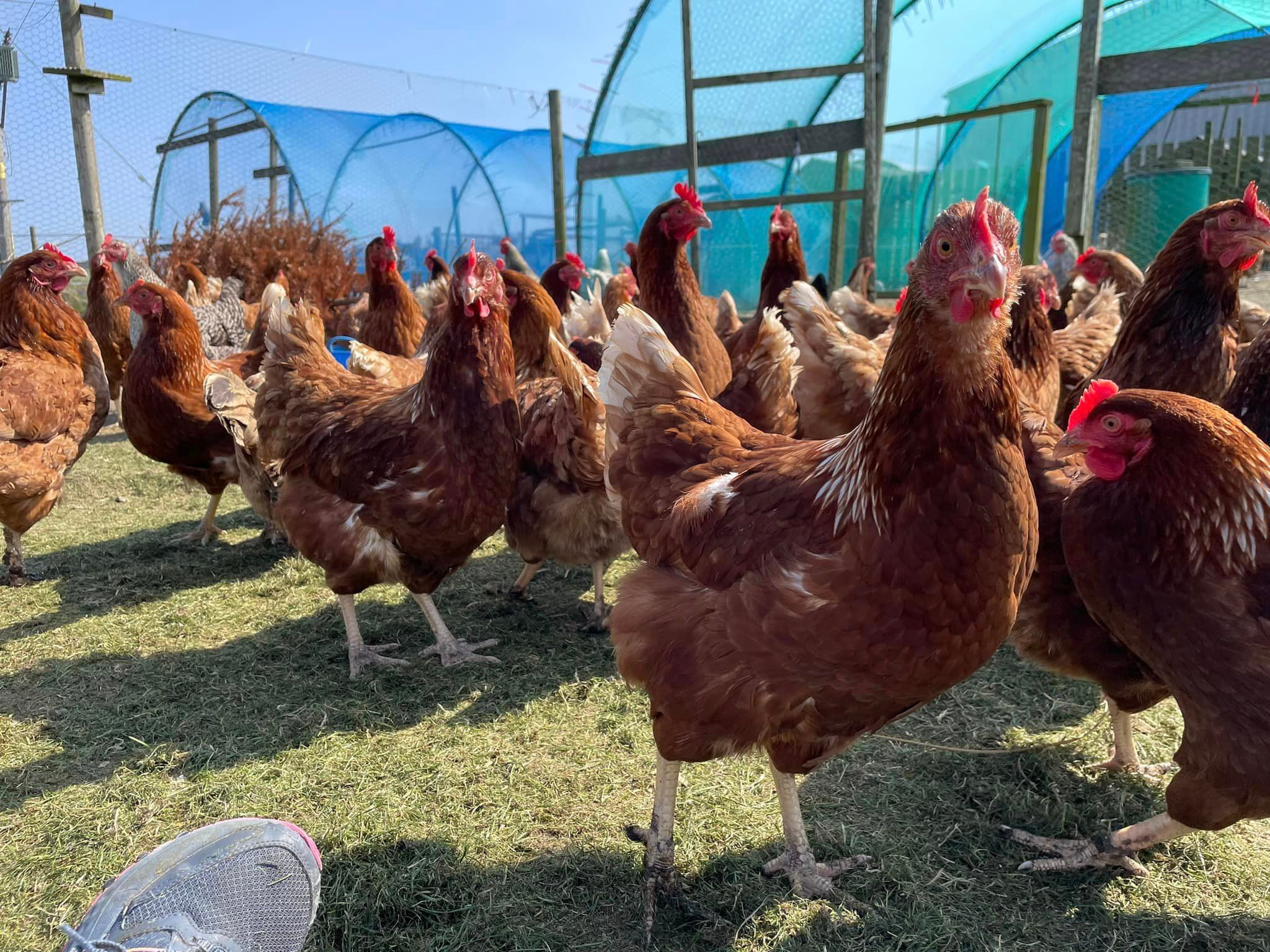 Edith and Finlay's Habost Hens