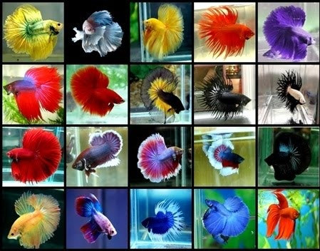 Peixe Beta Macho unid. | casadaracao