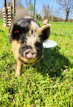 Tennessee Walkers | Gordon And Sons Farms | Barlow