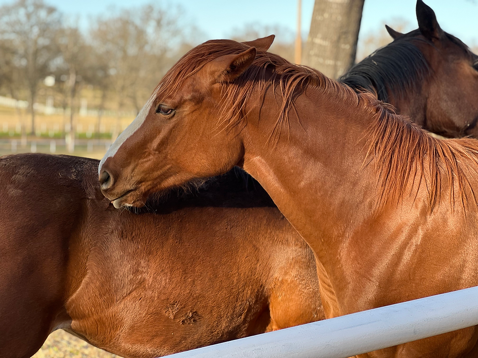 GALLERIES | Highlander