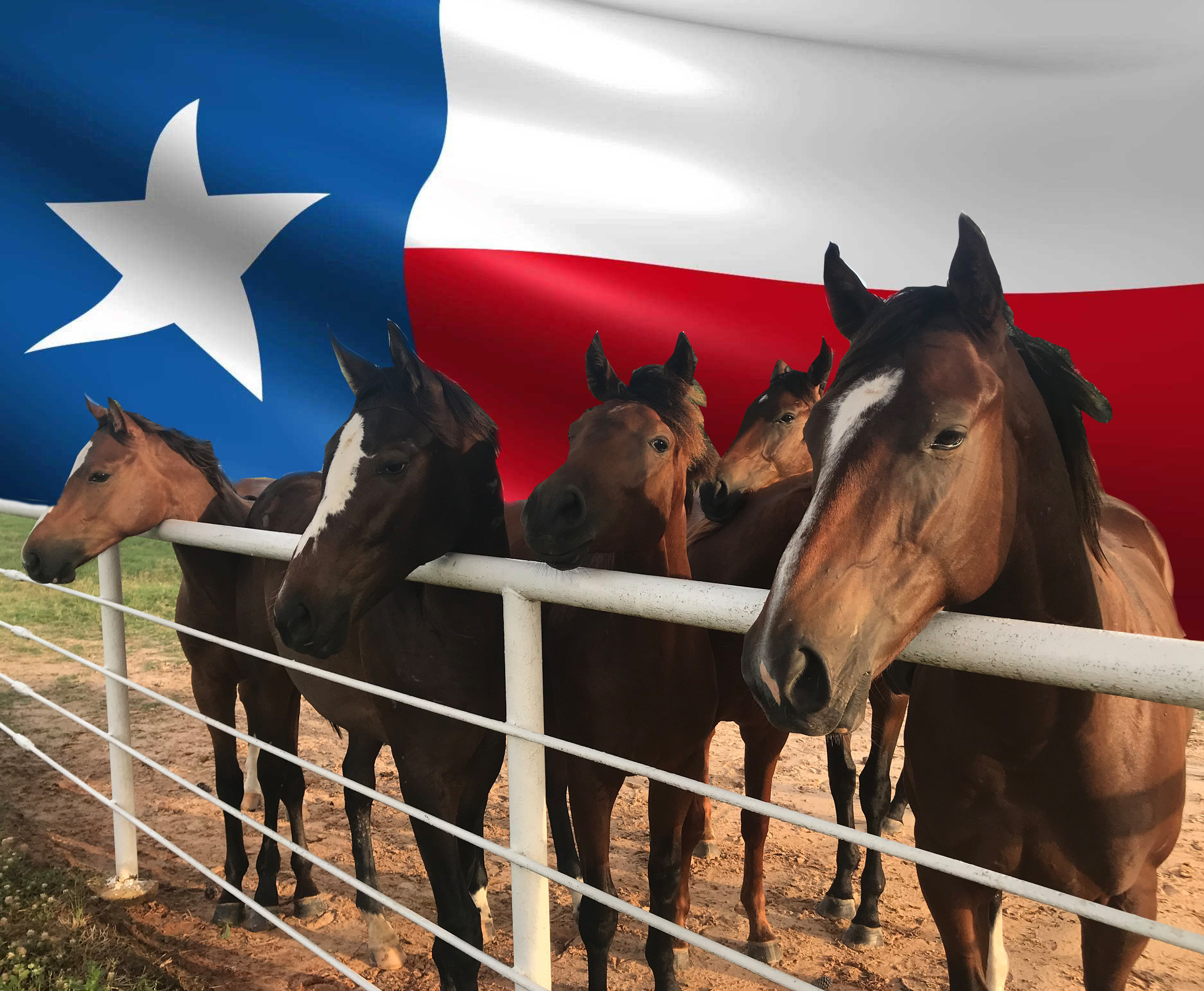 Texas Horse Industry | Supporting Texas's Rich Equine Heritage