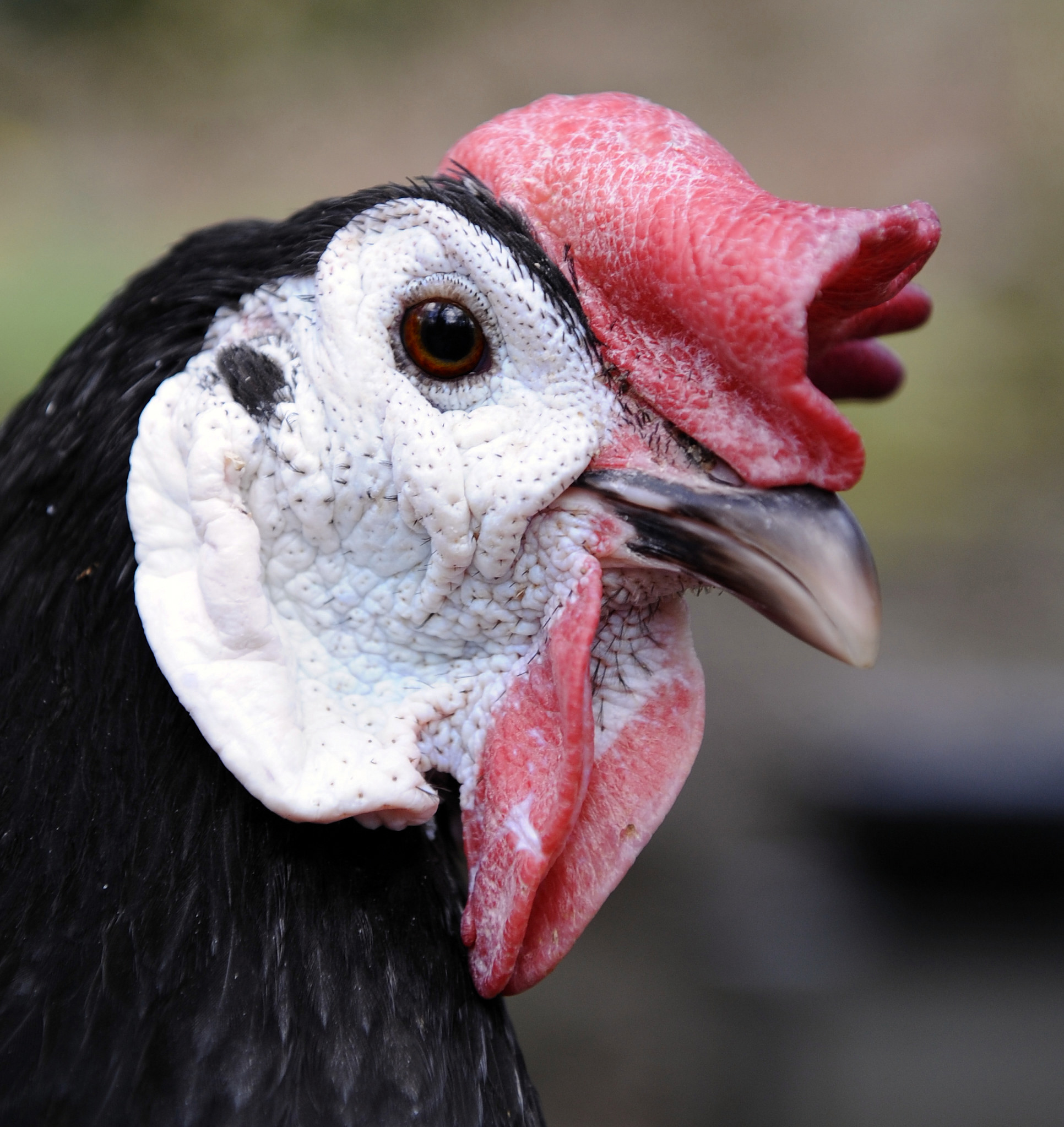 uk spanish chicken breeders club