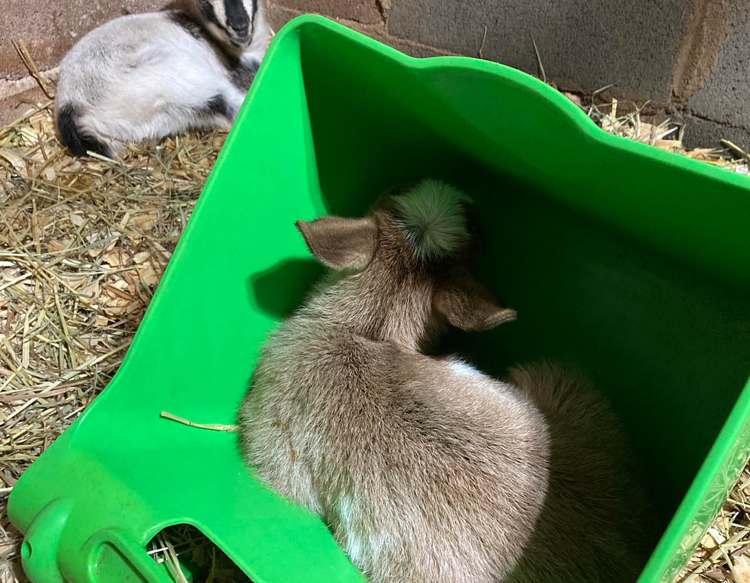 White Tree Farm of North Carolina | Goat Cheese | 403 Bristol Drive ...