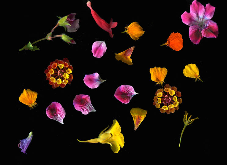 What is scanography | Visual artist based in Lisbon, Portugal