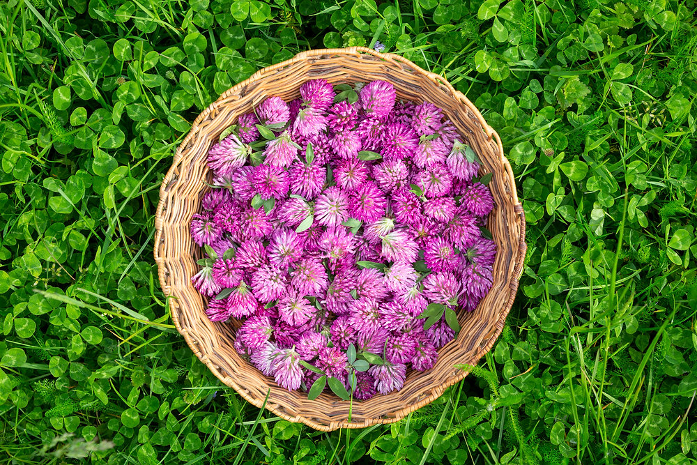 Red Clover