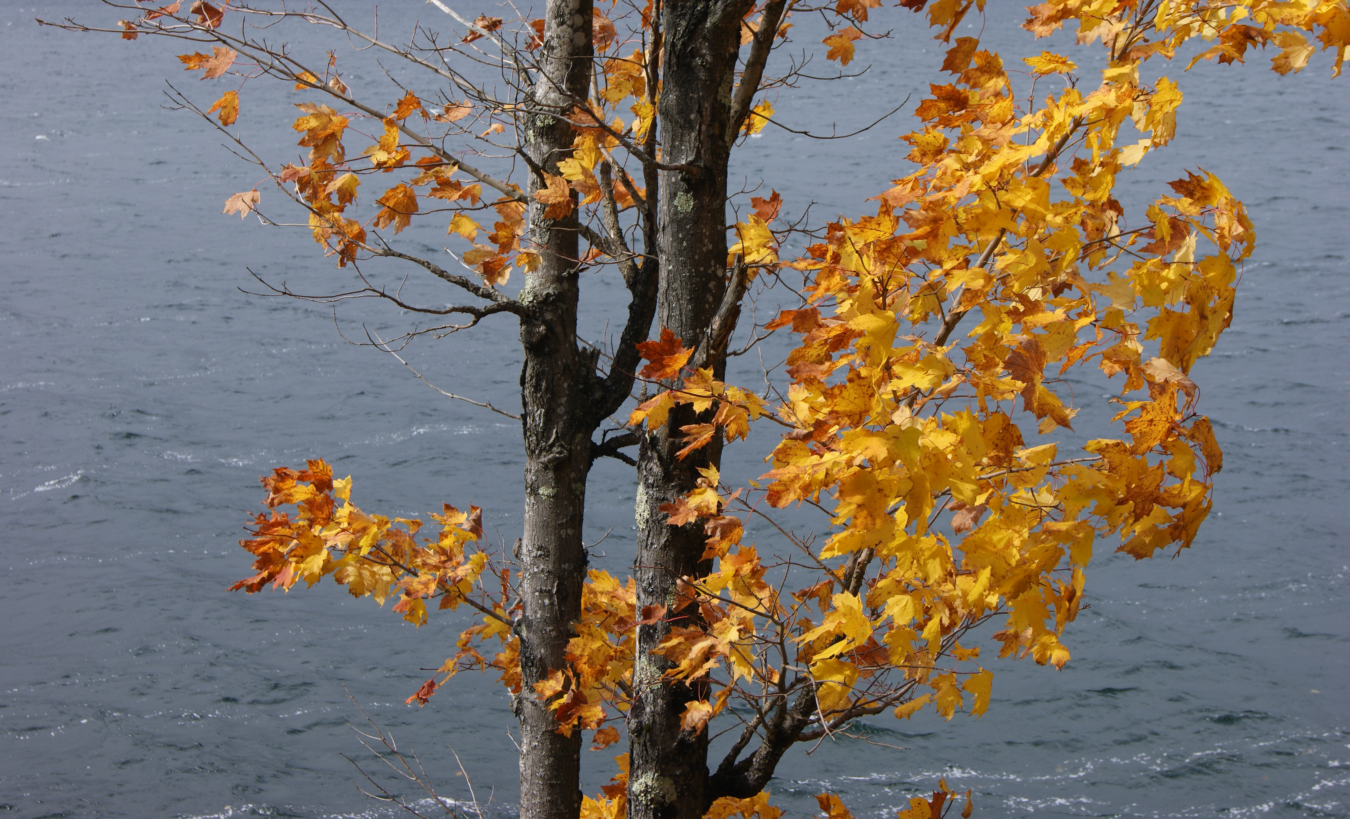 Malia Reeves - Artist, Painter, Photographer