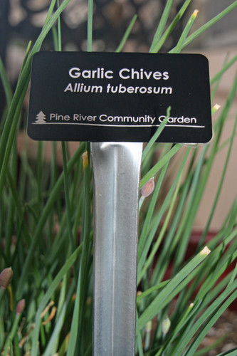 12" Tall Botanical Sign (2" X 3.5") | orion-garden-marker