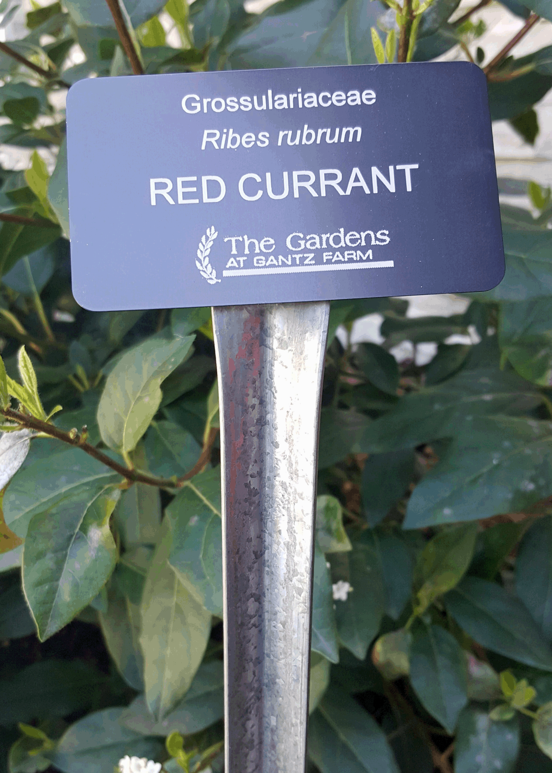 12" Tall Botanical Sign (2" X 3.5") | orion-garden-marker