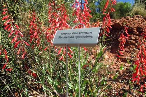 Engraved Zinc Markers 21" Tall | orion-garden-marker