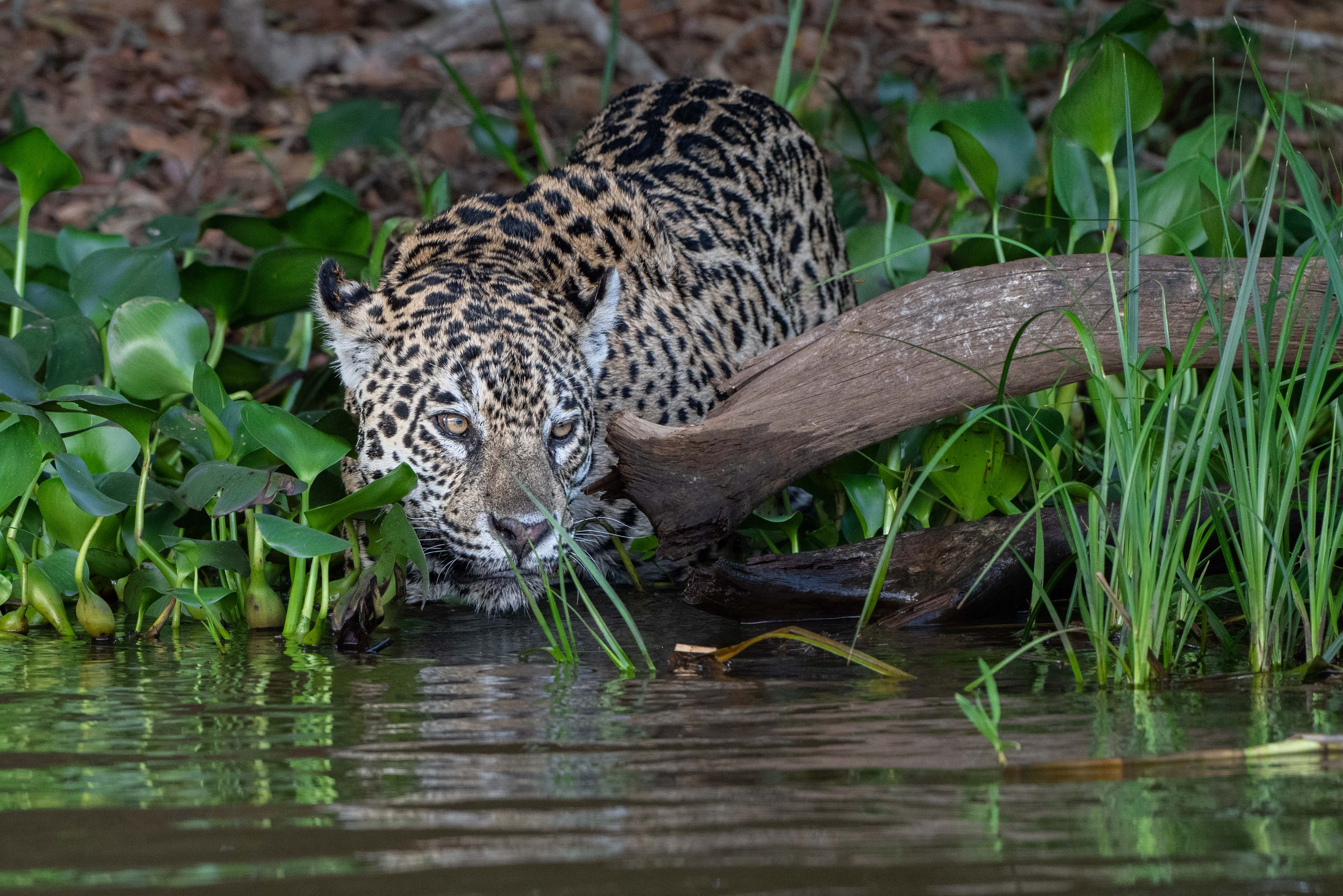 Brazil Jaguars 2022 | Dave Currey Photographer
