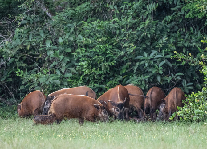 Gabon Other Animals | Dave Currey Photographer