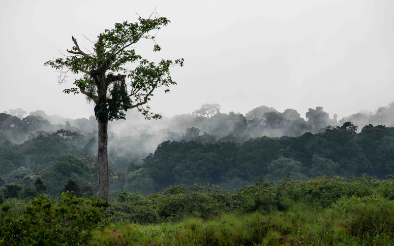 Gabon Landscapes | Dave Currey Photographer