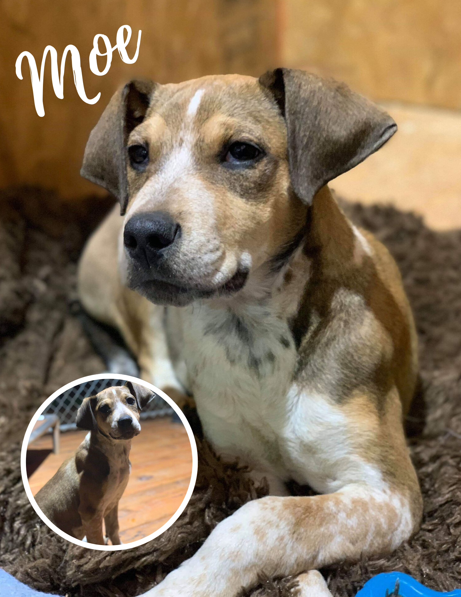 Available Dogs & Cats | Lancaster SC | Lancaster SPCA