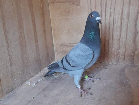 Pigeon Auction | Central Cumberland Racing Pigeon Federation