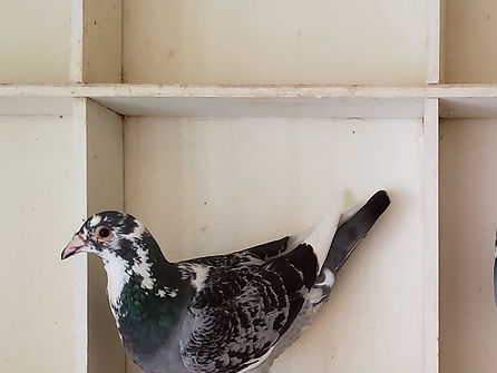 Pigeon Auction | Central Cumberland Racing Pigeon Federation