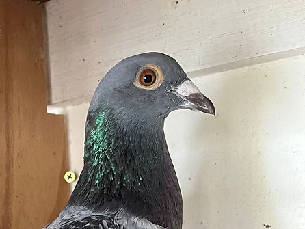 Pigeon Auction | Central Cumberland Racing Pigeon Federation