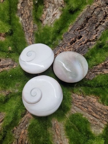 Shiva Shell | Rockcollage