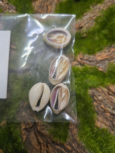 Divination Cowrie Shell | Rockcollage