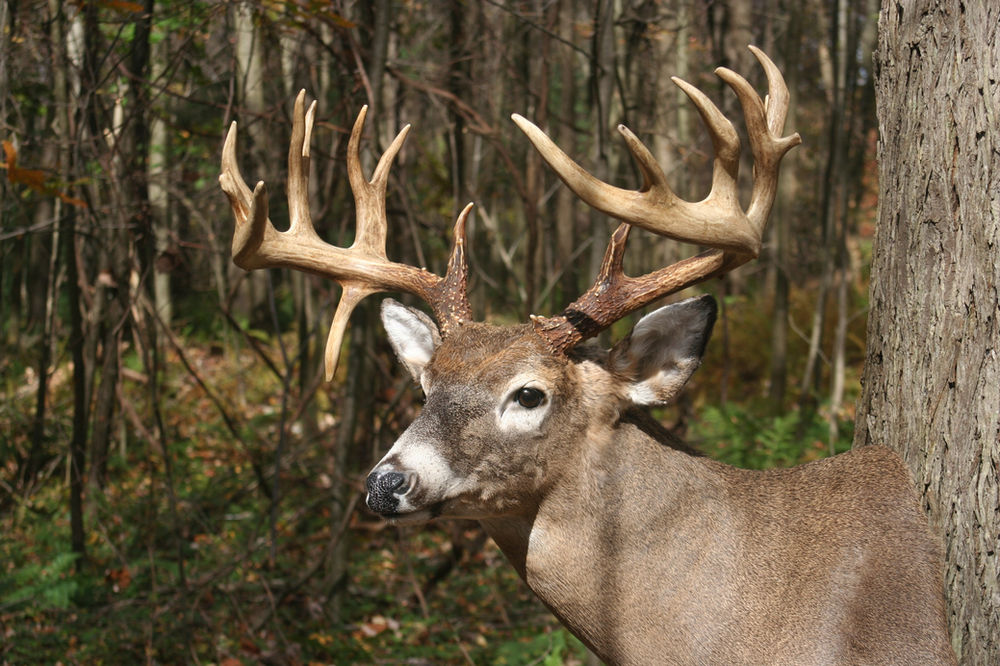 Deer Hunting’s Best Values in the Northeast