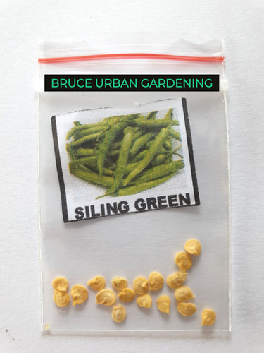 SILING GREEN/ SILING PANIGANG SEED | BRUCE URBAN GARDENING