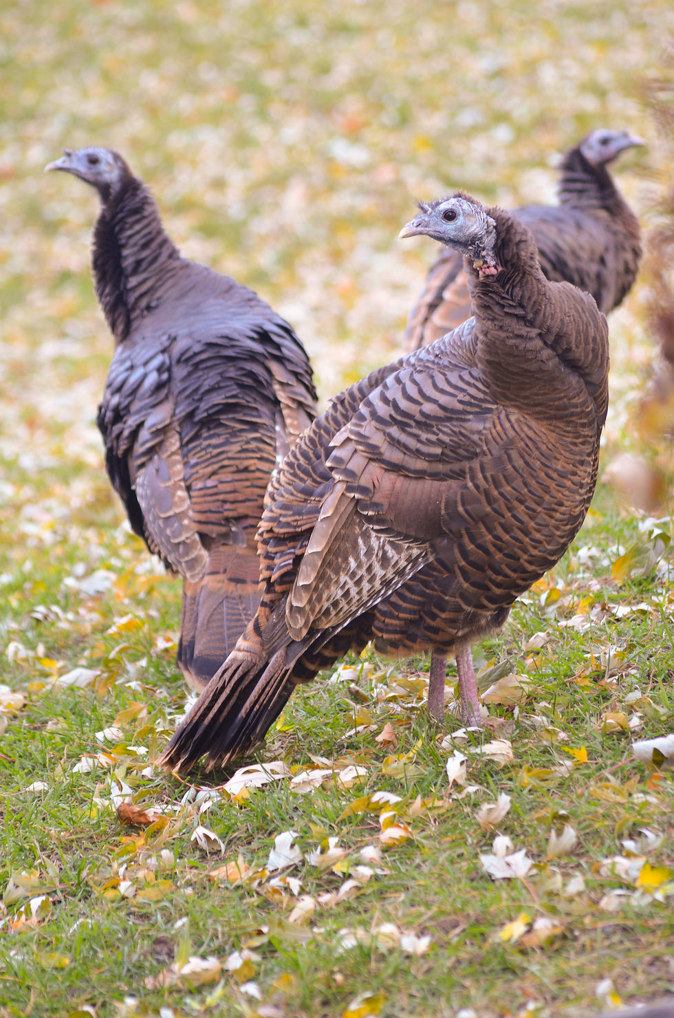 How to shoot Wild Turkeys "Captivating Thanksgiving Beauty with my camera.