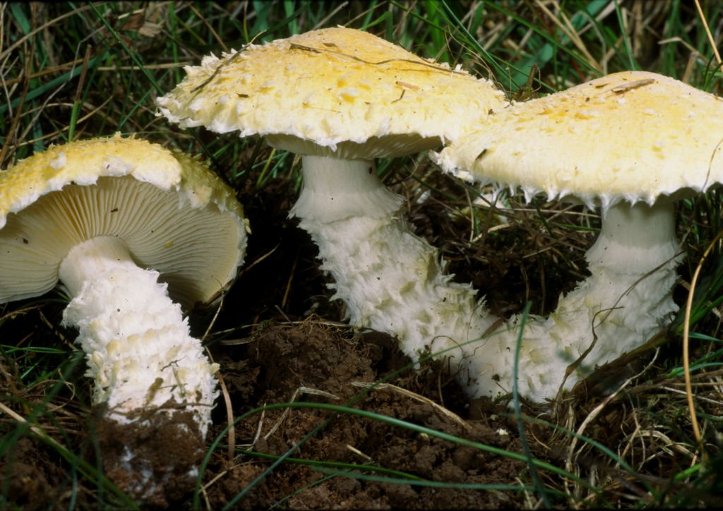 Floccularia straminea