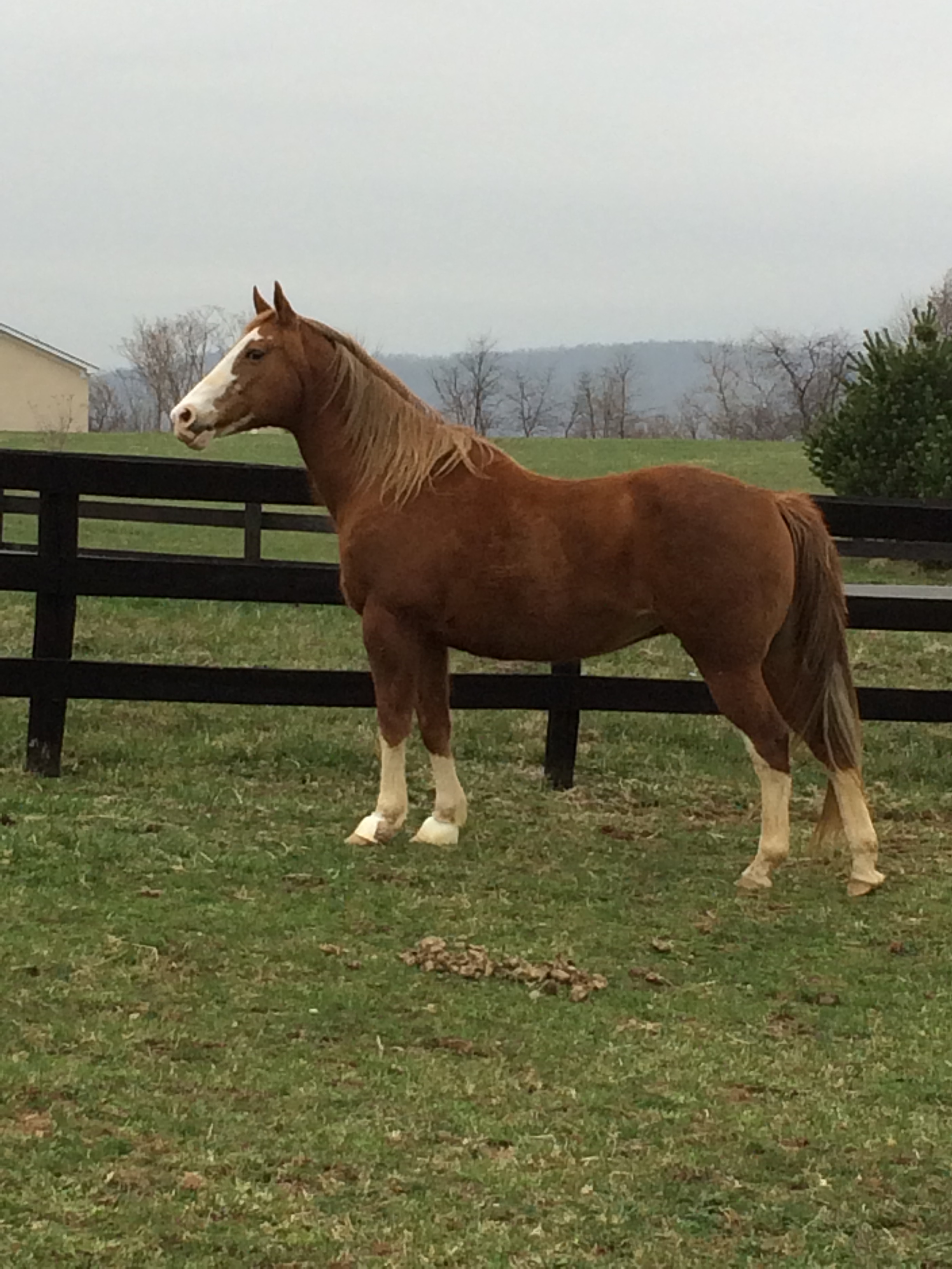 Equine Rescue League Alumni
