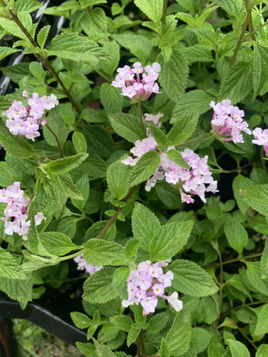 LANTANA raspberry swirl | Broccolis