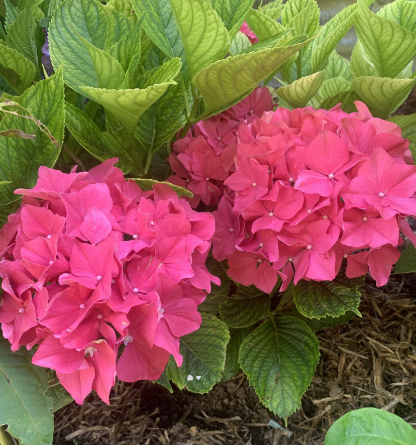 HYDRANGEA dwarf pink | Broccolis