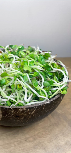 Radish Sprouts | SPROUTLY
